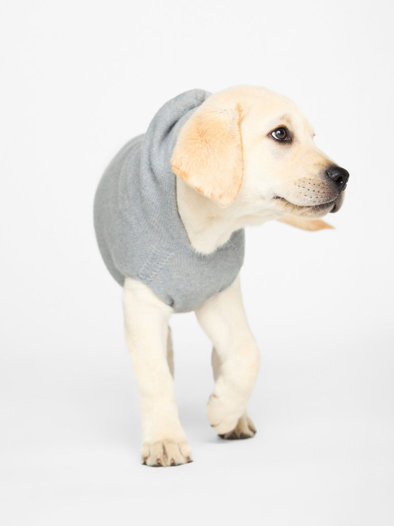 Cashmere Dog Hoodie in Brume Grey
