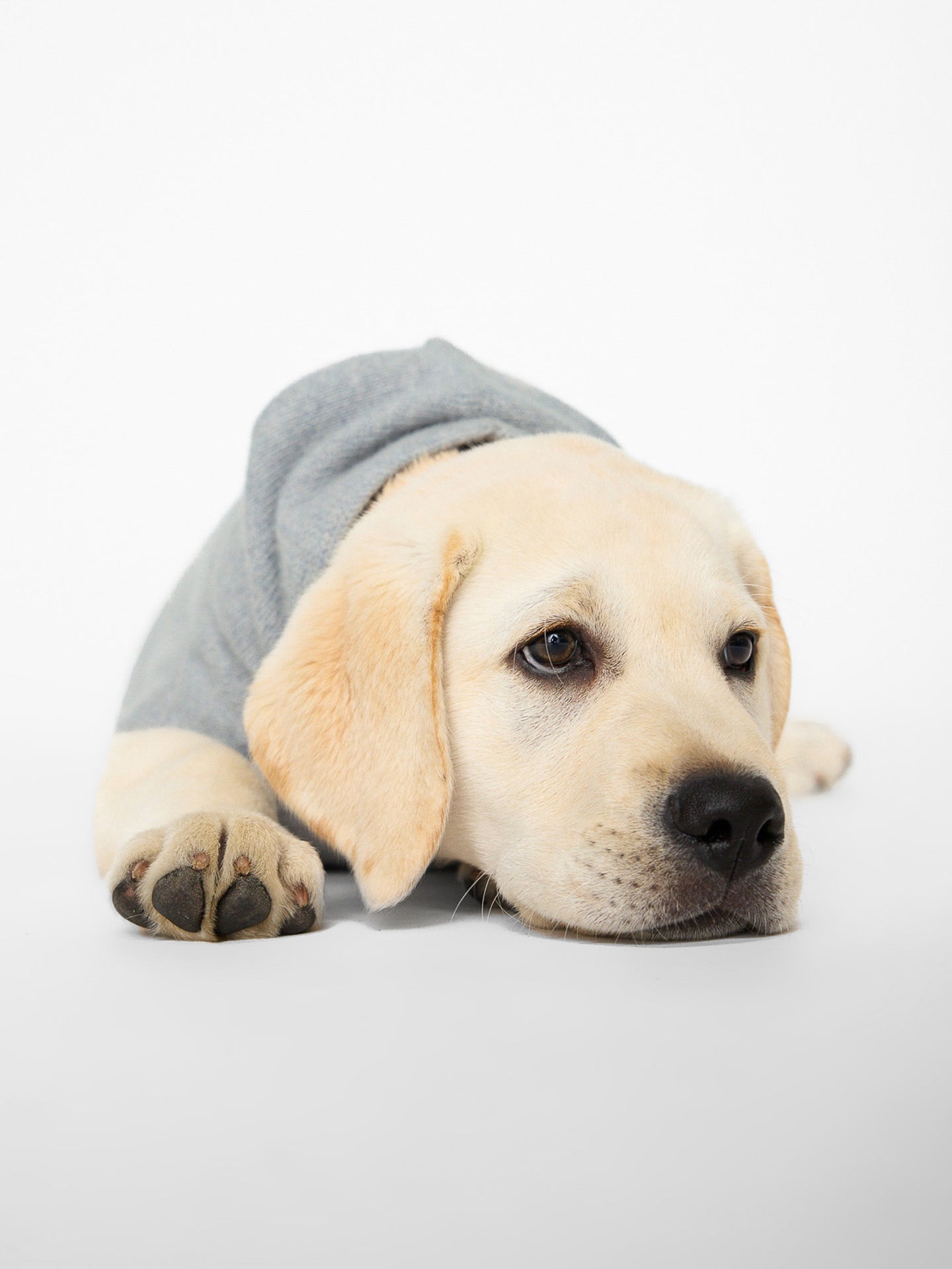 Cashmere Dog Hoodie in Brume Grey